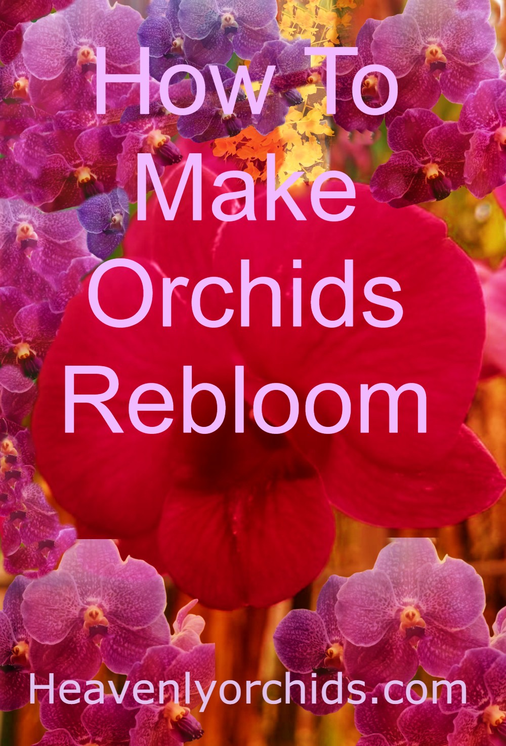 How to make orchids rebloom-A Guide How to make orchids rebloom-A Guide