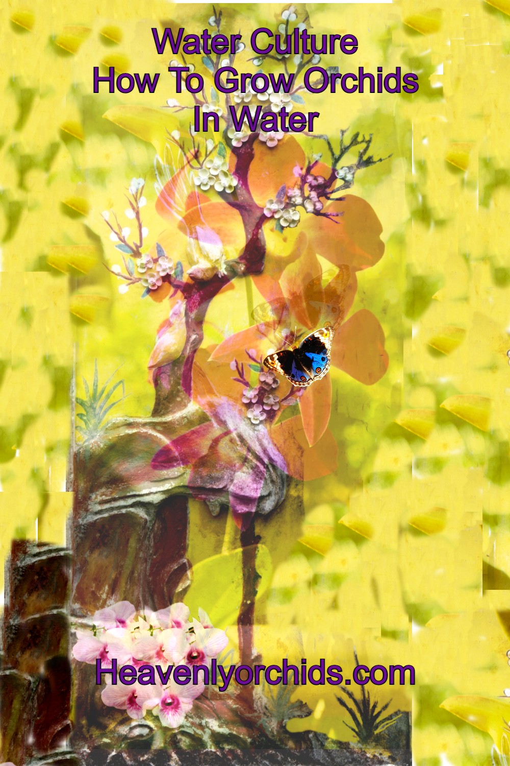 Growing orchids in water. Learning water culture