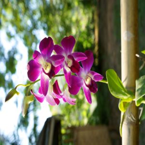 Air orchid care, caring for epipytic orchids